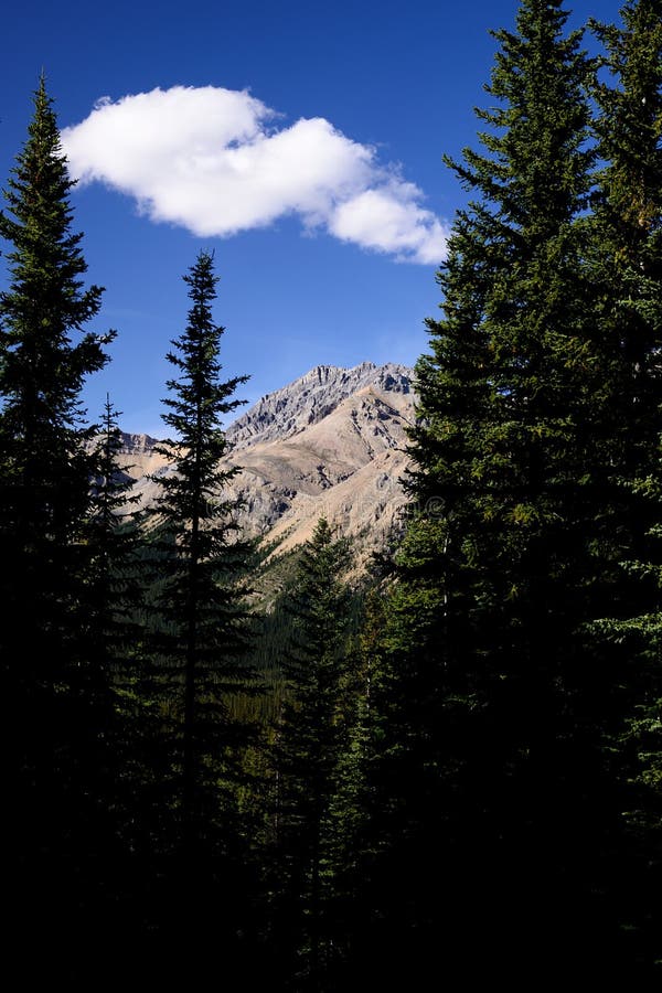 Forest Banff National Park stock photo. Image of tourism - 88595060