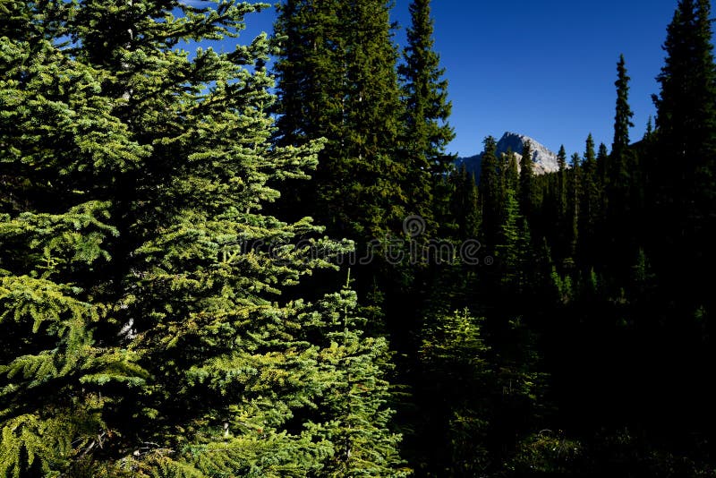 Forest Banff National Park stock image. Image of park - 88595105