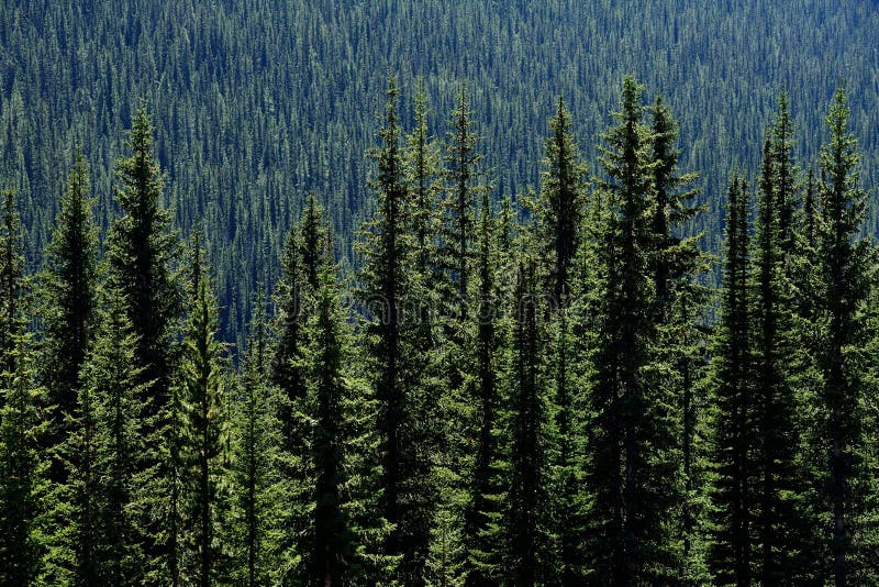 Forest Banff National Park stock photo. Image of destination - 88595206