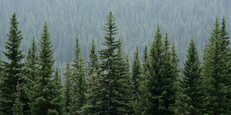 Forest Banff National Park stock photo. Image of spruce - 123339200