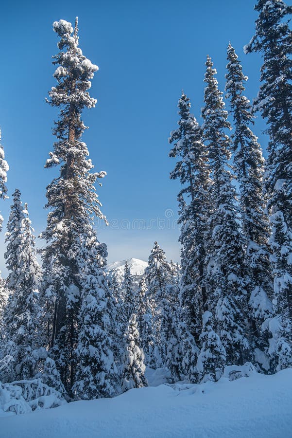 Forest in Banff National Park Stock Image - Image of banff, blue: 239831351