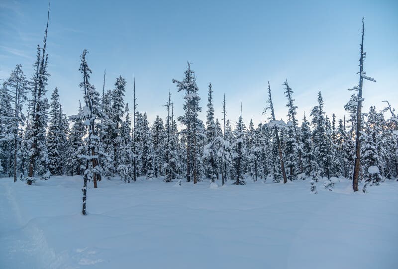 Forest in Banff National Park Stock Image - Image of rocky, canada ...