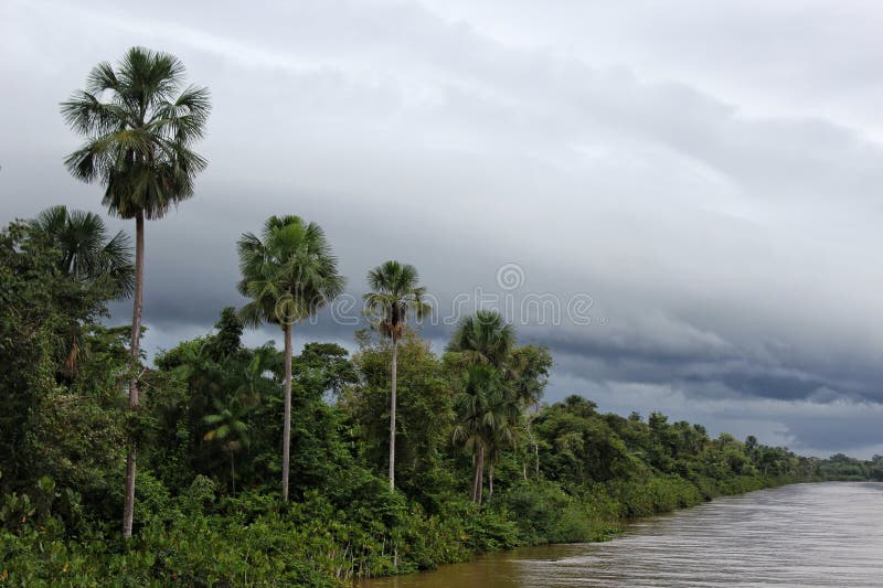 Forest on the Banks of the Amazon River, Woods Full of Palm Trees Stock ...
