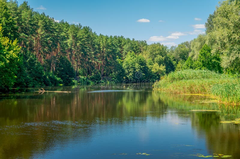Forest on the banks river stock photo. Image of plant - 66080036