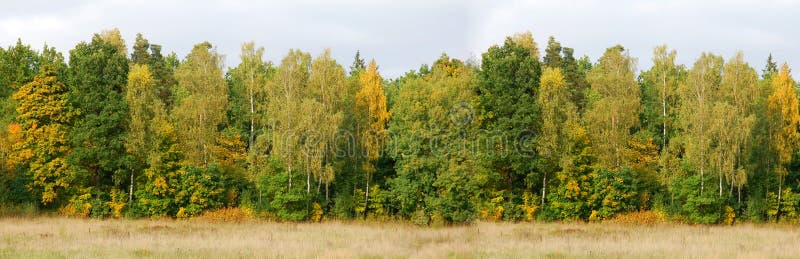 Forest Banner Background stock photo. Image of august - 43675166
