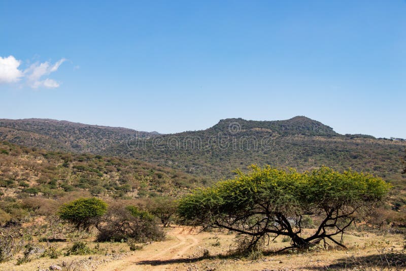 Forest with Baobab Trees Near Salalah in Oman Stock Image - Image of ...