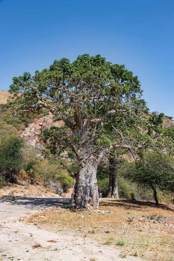 Salalah Oman Stock Photos - Download 1,775 Royalty Free Photos