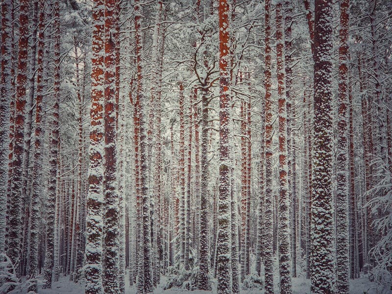 Forest BARcode stock image. Image of forest, trees, snow - 358970943