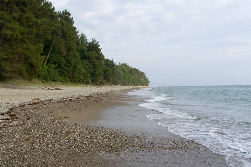 Forest on the Beach stock image. Image of outdoor, lifestyle - 64448589