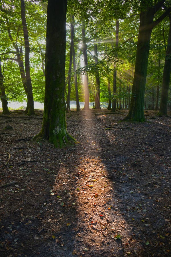 Forest beam light stock photo. Image of scene, outdoors - 33835508