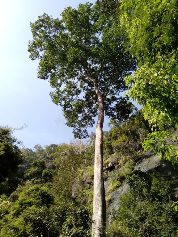 The Forest that Beautifies the Environment Stock Image - Image of shrub ...