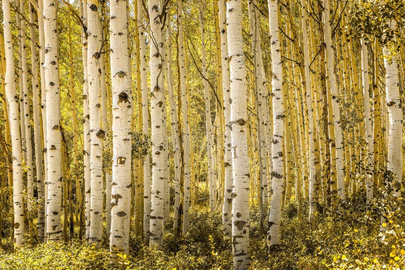 Forest of Beautiful Aspen Trees in Utah Stock Image - Image of outdoor ...