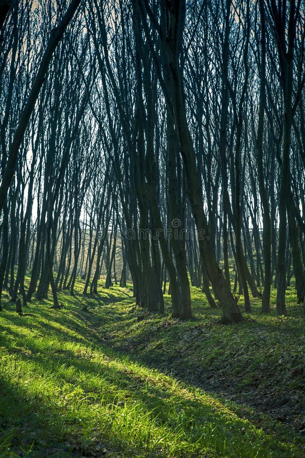 Forest stock photo. Image of winding, dawn, environment - 40779840