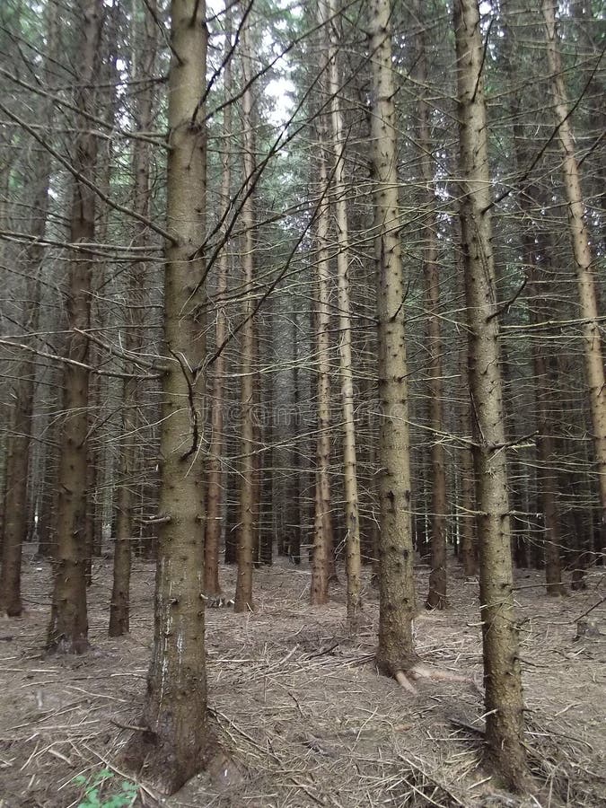 Forest stock image. Image of haunted, forest, robust - 41221823