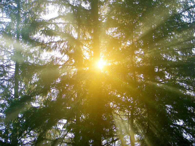 Forest stock image. Image of sunlight, landscape, sunbeams - 262644747