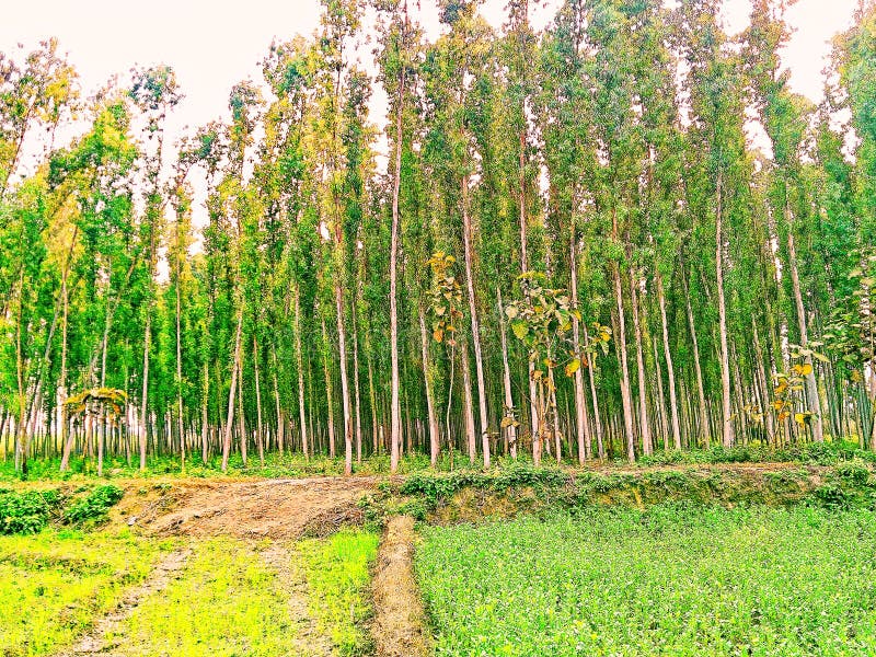 Forest Beautiful Images Green Tree Nice Looking Stock Image - Image of ...