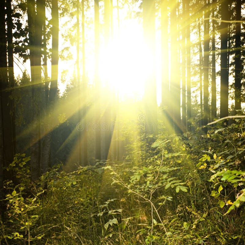 Forest stock photo. Image of shine, spring, trees, sunshine - 33196974