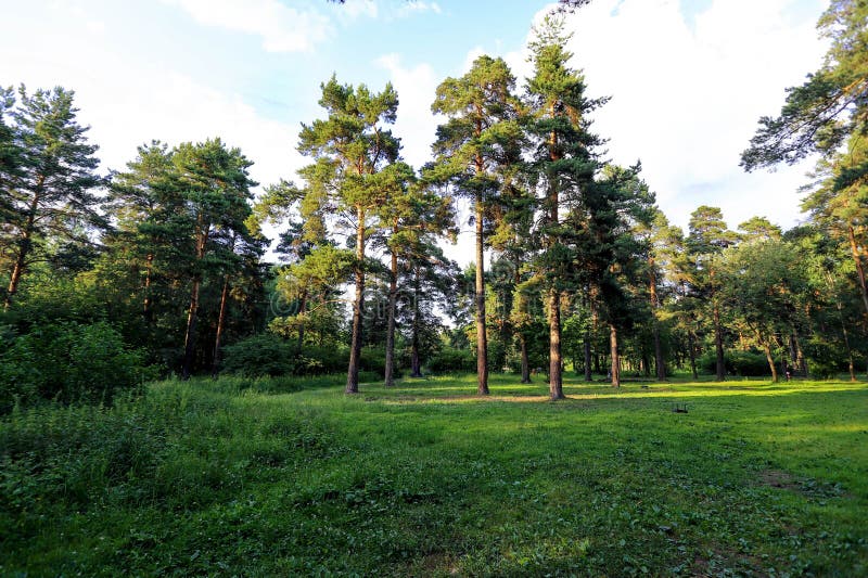 Forest with Beautiful Trees Calm in the Forest Sunset in the Forest ...