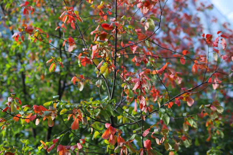 Forest with Beautiful Trees Calm in the Forest Sunset in the Forest ...