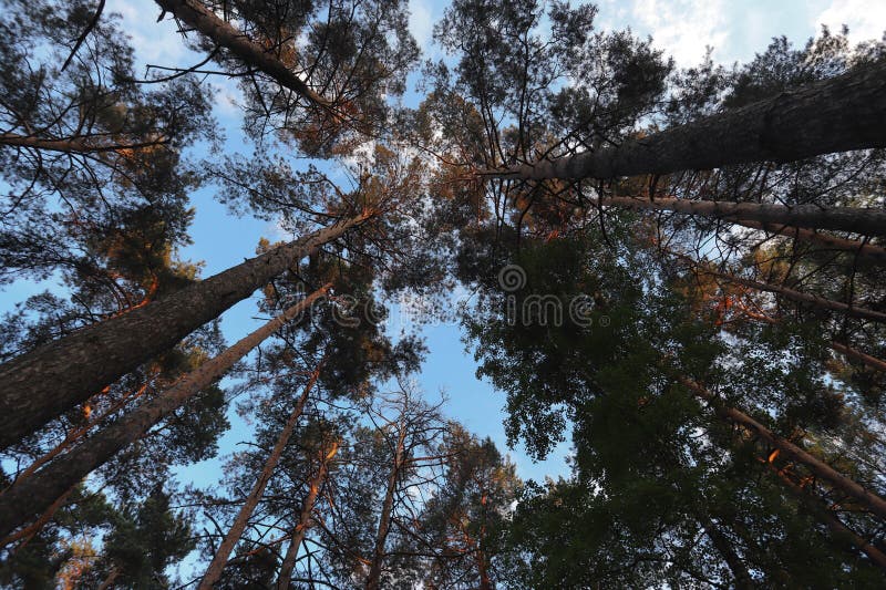 Forest with Beautiful Trees Calm in the Forest Sunset in the Forest ...