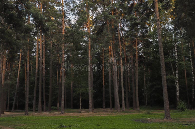 Forest with Beautiful Trees Calm in the Forest Sunset in the Forest ...