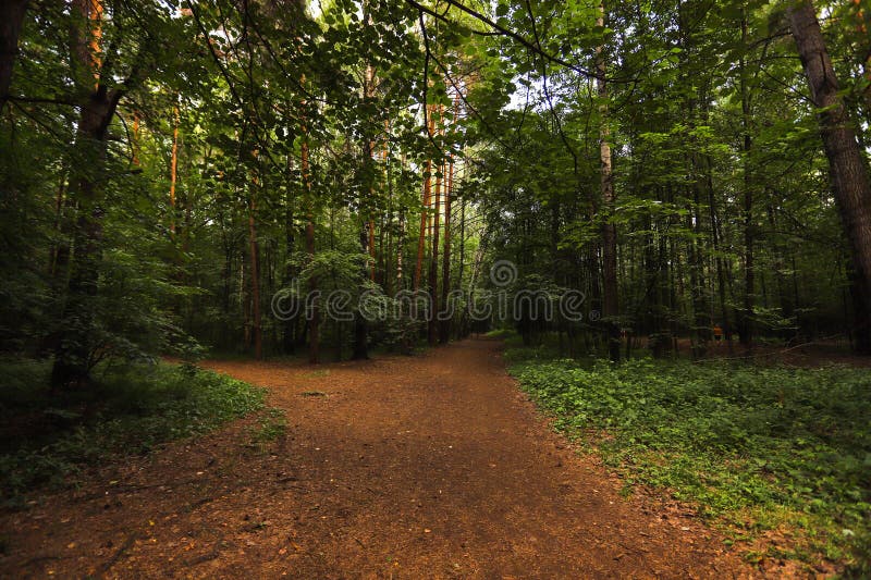 Forest with Beautiful Trees Calm in the Forest Sunset in the Forest ...