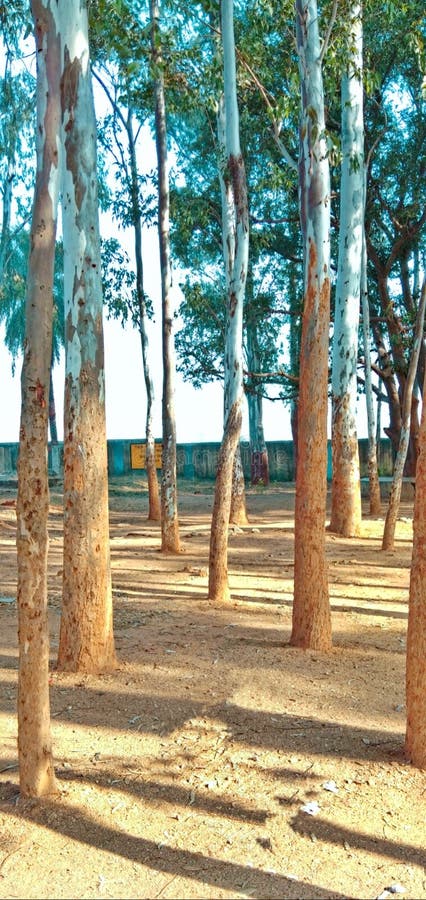 Forest, Beautiful Trees Lines, Nature Love, Sunrise Stock Photo - Image ...