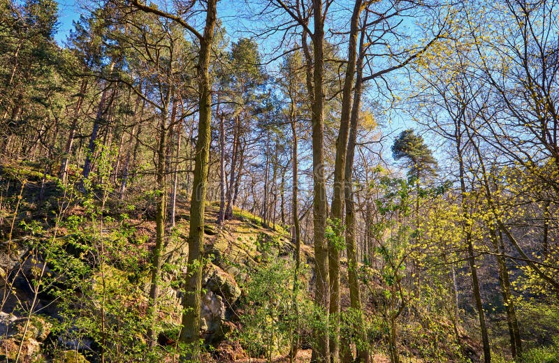 Forest with Beautiful Trees on a Rock Stock Image - Image of rock ...