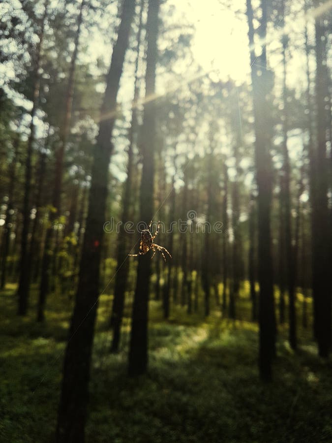 Forest beauty stock image. Image of woods, reflection - 125754587