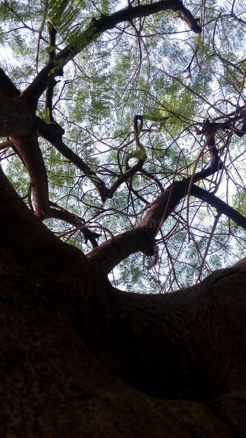 Forest beauty stock image. Image of forest, beautiful - 104750233