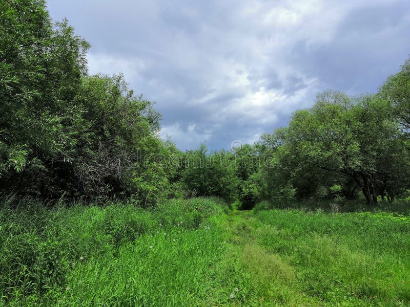 Forest, overgrown road stock photo. Image of road, flower - 221085214