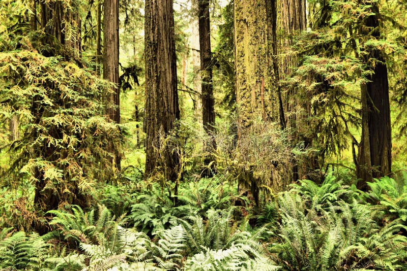 Forest beauty stock image. Image of pacific, northwest - 112769791