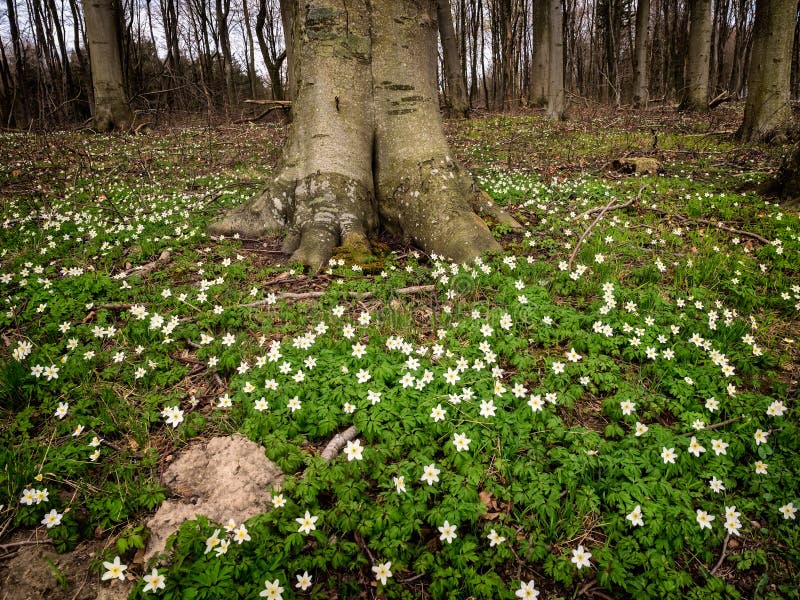 Forest Bed with Plenty of Wild Anemones, Als in Denmark Stock Photo ...