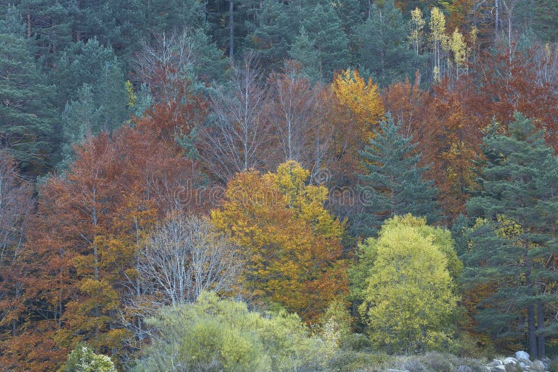 Forest of Beech and Fir Trees in Autumn Stock Photo - Image of stump ...