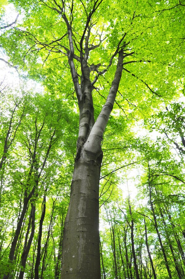 A Forest Beech Tree (Fagus Sylvatica) Grows in the Forest Stock Image ...
