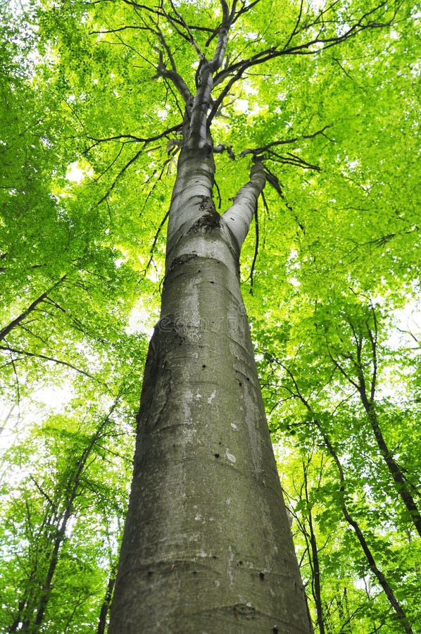 A Forest Beech Tree (Fagus Sylvatica) Grows in the Forest Stock Photo ...