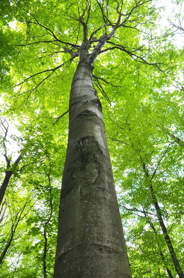 A Forest Beech Tree (Fagus Sylvatica) Grows in the Forest Stock Image ...