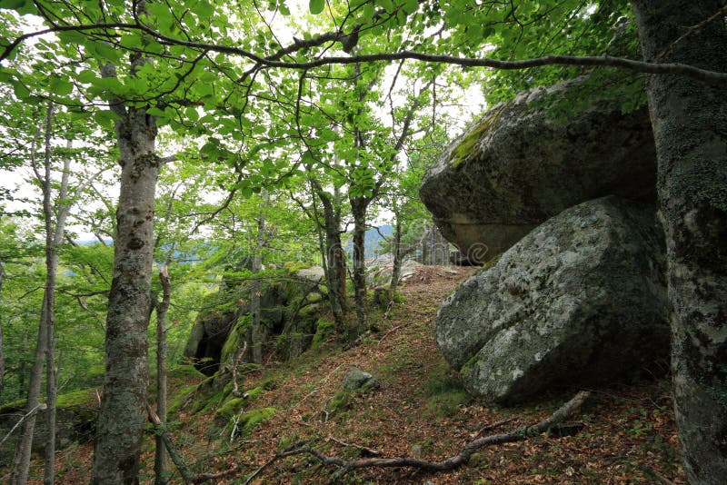 Forest of Beech Tree in Pyrenees Stock Photo - Image of biodiversity ...