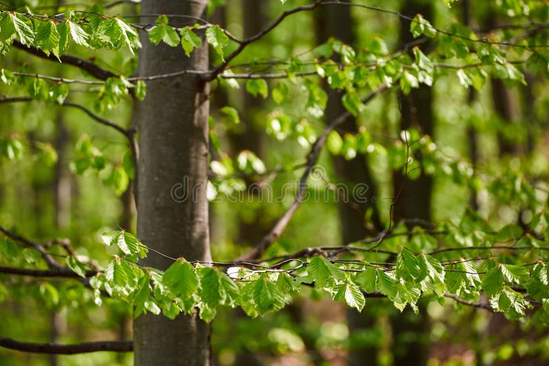 Forest of beech trees stock photo. Image of scene, outdoors - 90742036