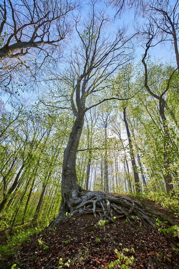 Forest of beech trees stock image. Image of spring, park - 90742151