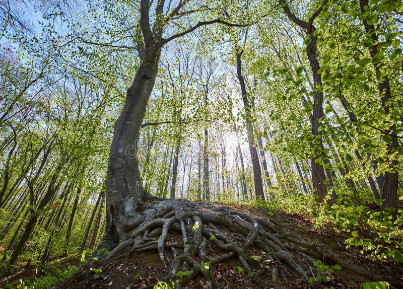 Forest of beech trees stock image. Image of environment - 90742329