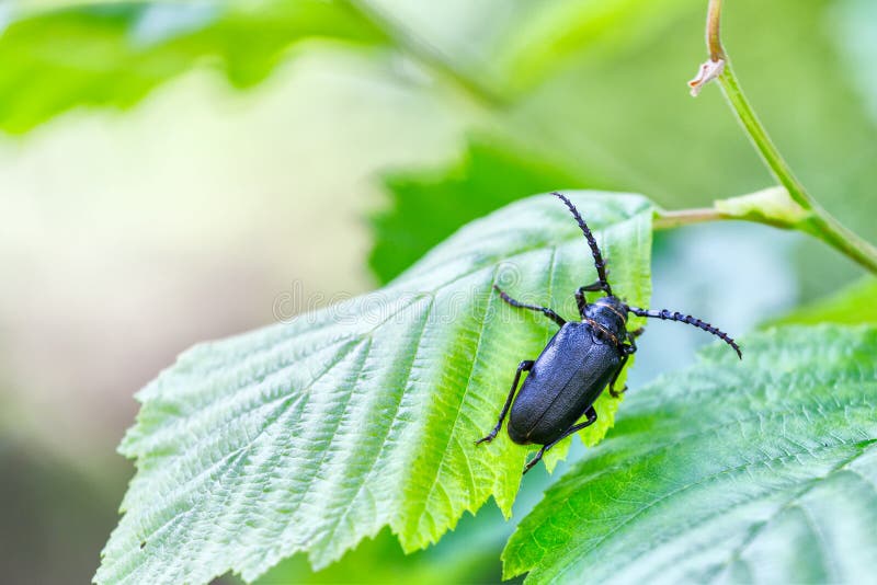 Forest beetle stock image. Image of single, animal, cerambycidae ...