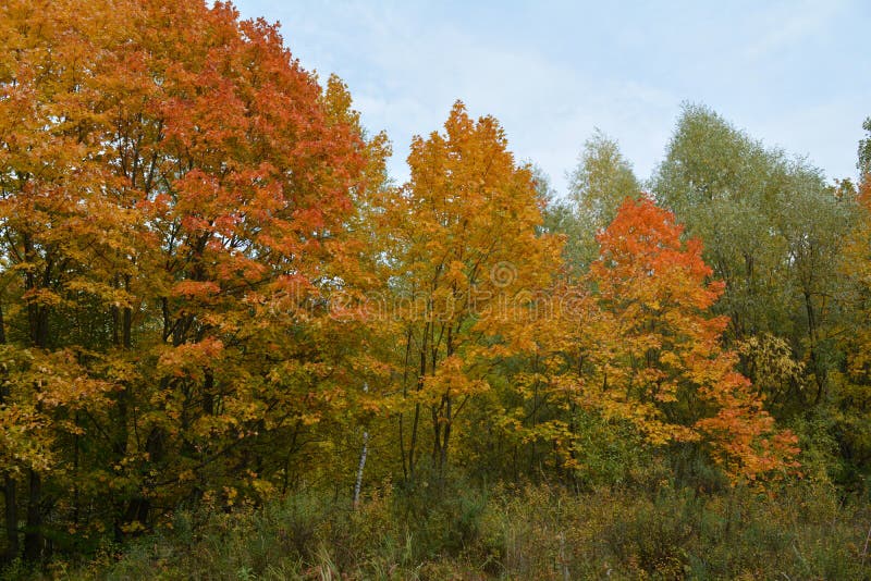Forest in the Beginning of Autumn. Orange and Yellow Maple Trees on the ...