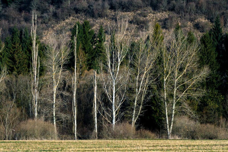 Forest behind field stock image. Image of field, dominant - 53582227