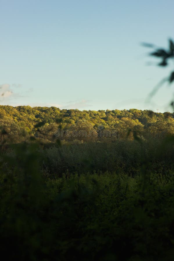 Forest Behind Field Lighted by Sunset Stock Photo - Image of lake ...