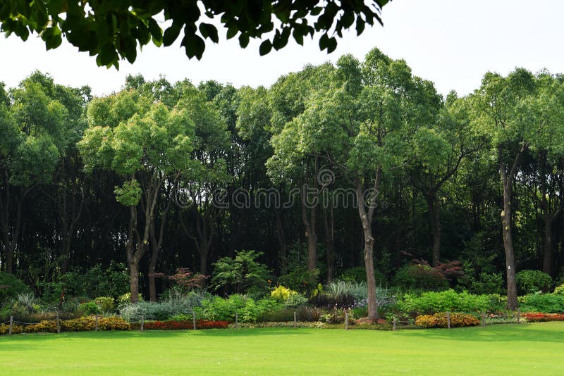 A forest behind a lawn stock photo. Image of grass, greenery - 251764420