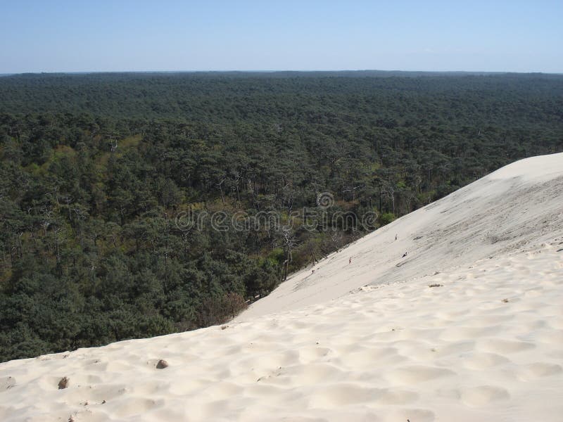 Forest Behind the Slope of the Dune of Pilat Stock Image - Image of ...