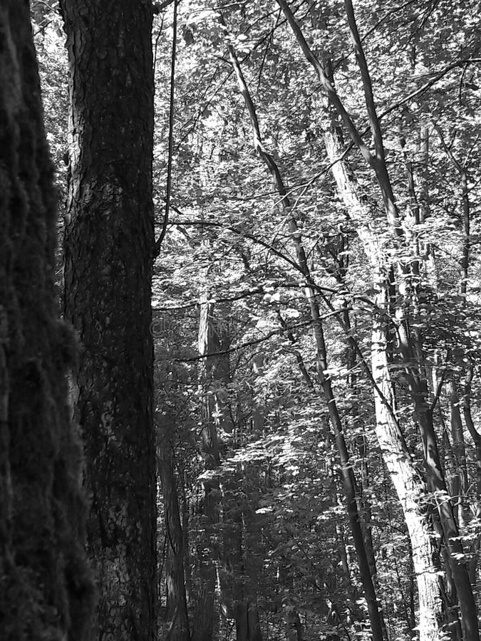 Forest from the Behind of the Tree Stock Photo - Image of spring ...