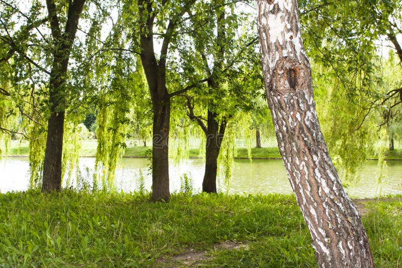 Forest in Belarus stock photo. Image of weather, green - 32934850