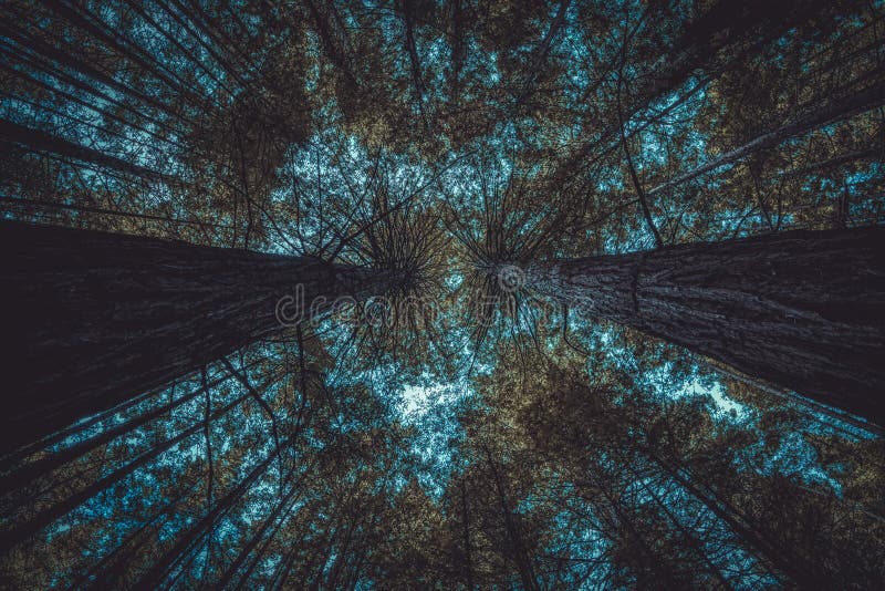 Forest from Below with Blue Sky Barely Visible Stock Image - Image of ...